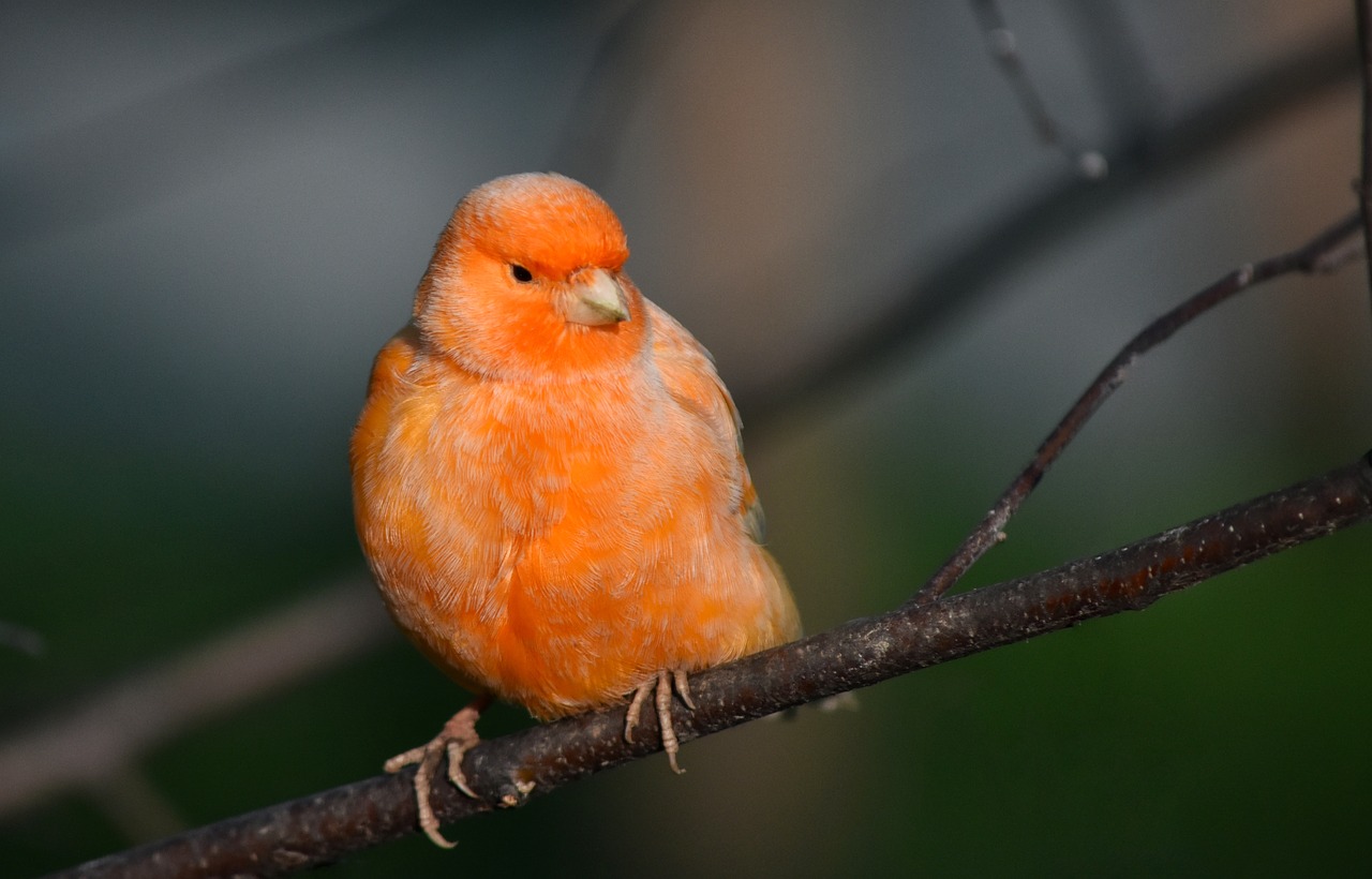 8 Reasons that make Canaries fantastic bird pets - The Buzz Land