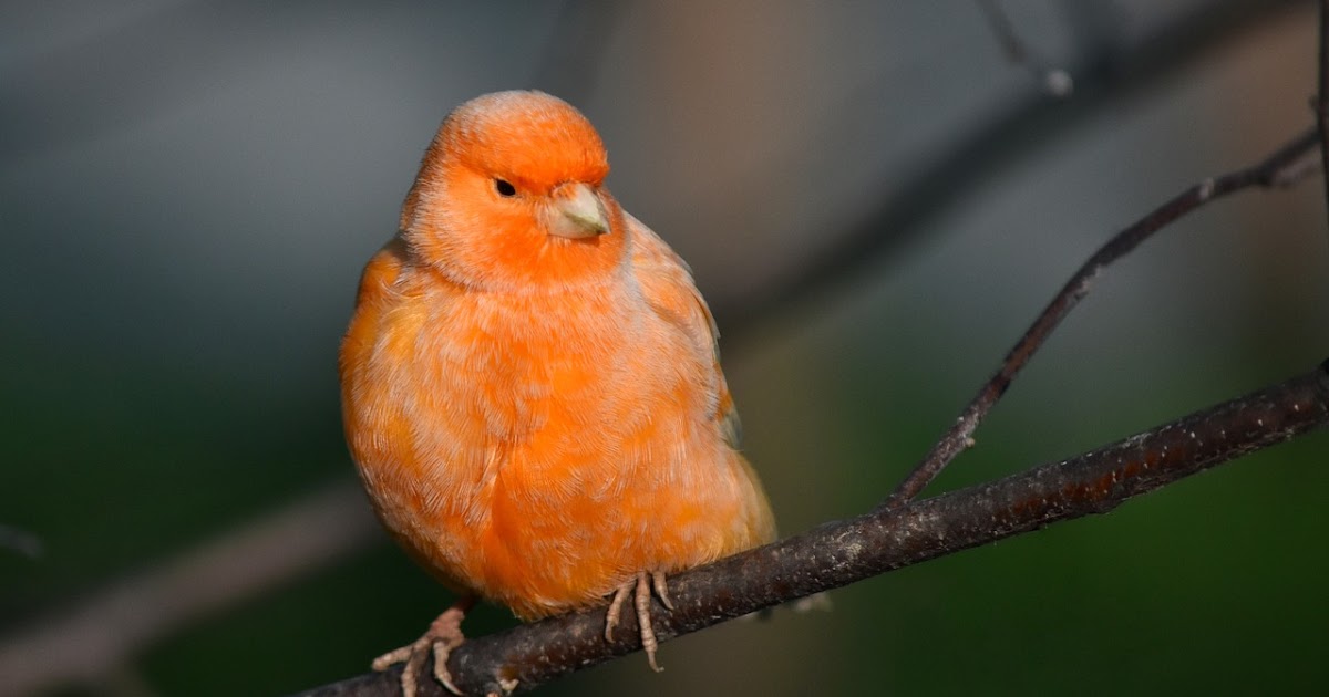 8 Reasons that make Canaries fantastic bird pets - The Buzz Land