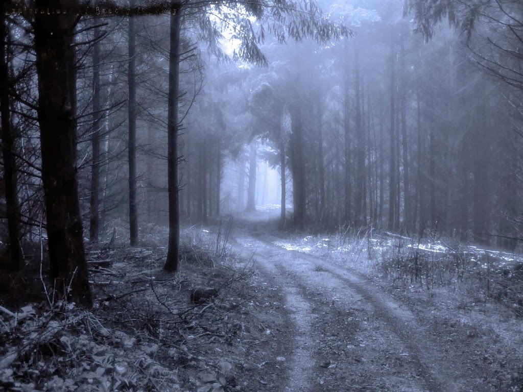 Cuentos: El bosque embrujado