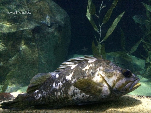 Hawaii Mom Blog: Visit San Francisco: Aquarium of the Bay