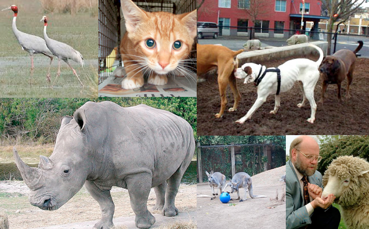 Do you believe in dog?: Reflecting on Applied Animal Behavior