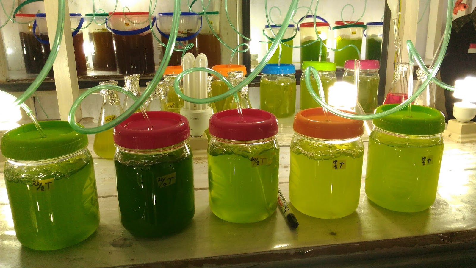 Hadi Purwanto: Budidaya Kerang Mutiara di Kepulauan Kei