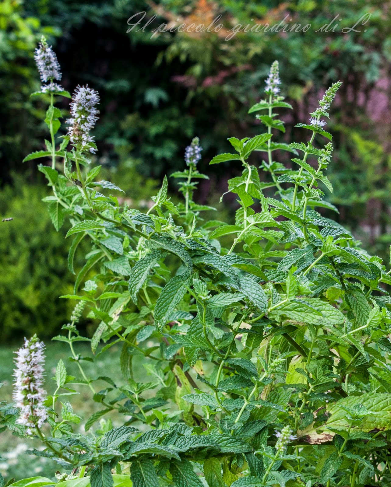 Il piccolo giardino di L.: La Mentha spicata Moroccan