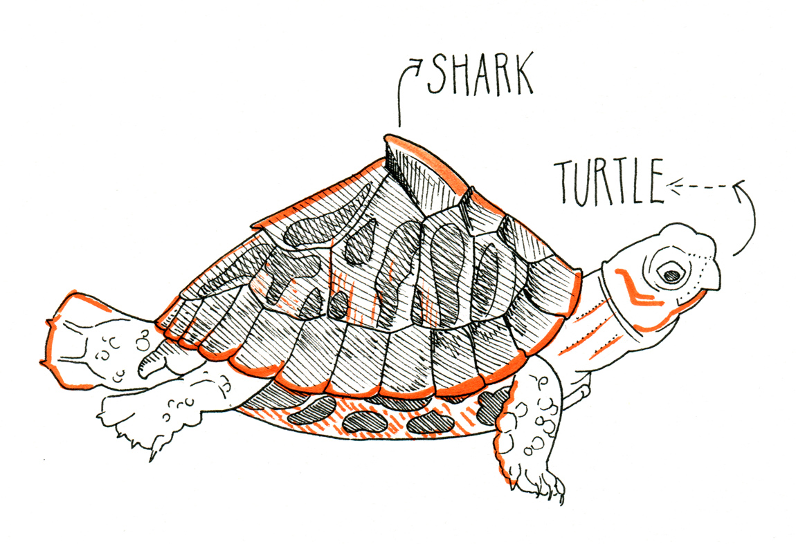 Indian Roofed Turtle Care