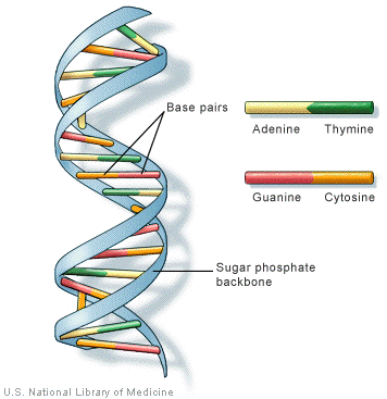 DNA (Pengertian, Struktur, Fungsi, Sifat, Replikasi) - Biologizone