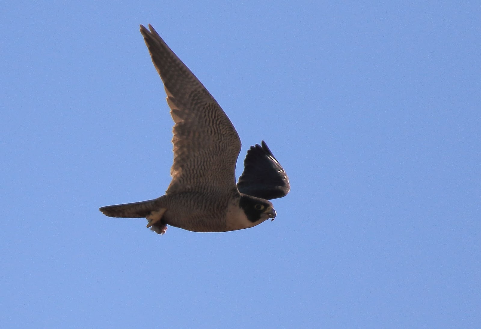 Richard Waring's Birds of Australia: Peregrine Falcon at Nyirripi