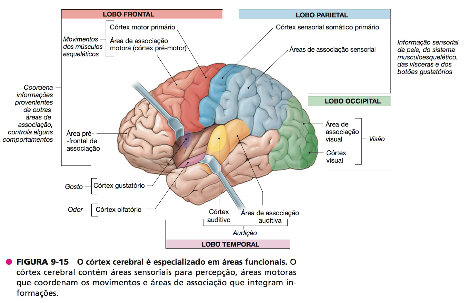 O córtex cerebral é especializado em áreas funcionais