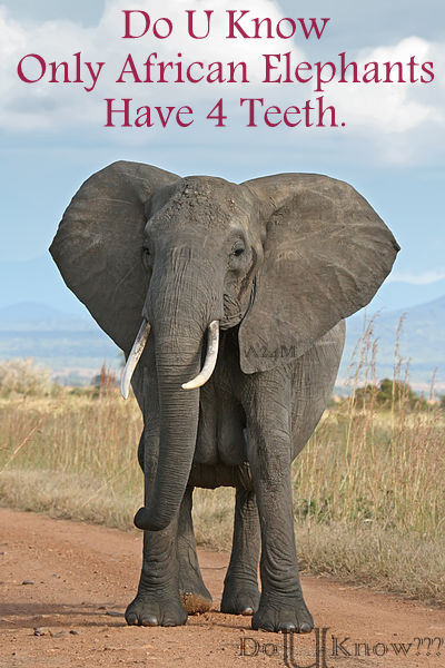 Which Elephants have 4 Teeth | Do You Know