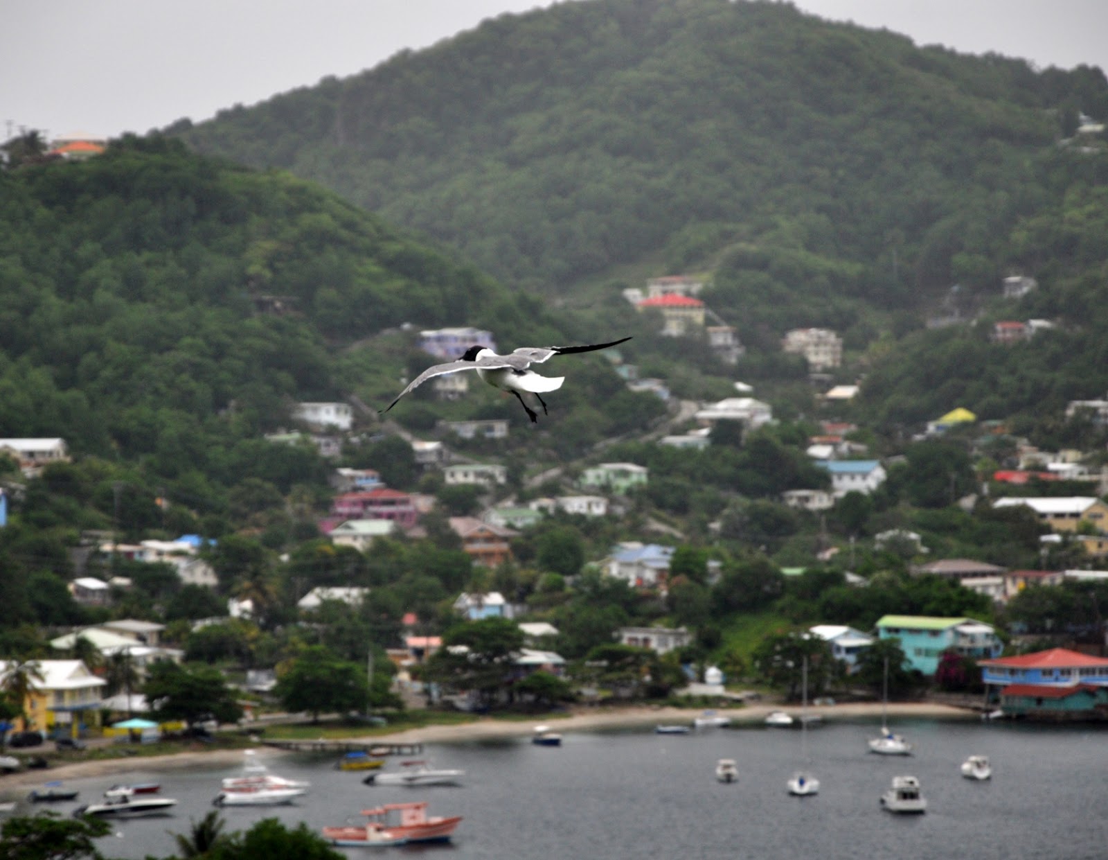 Tour de l’île de Bequia | La Jeannoise