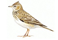 CACATÚA CARMESÍ: CARACTERÍSTICAS GENERALES DE LA CACATÚA ROSADA