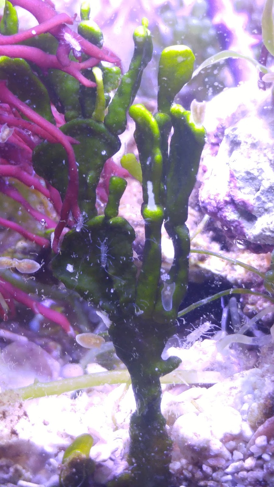 Marine Macro Algae For Sale: What is Available