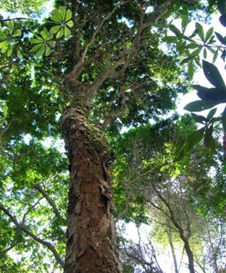 Blog do Edu Ambiental: Pau-brasil