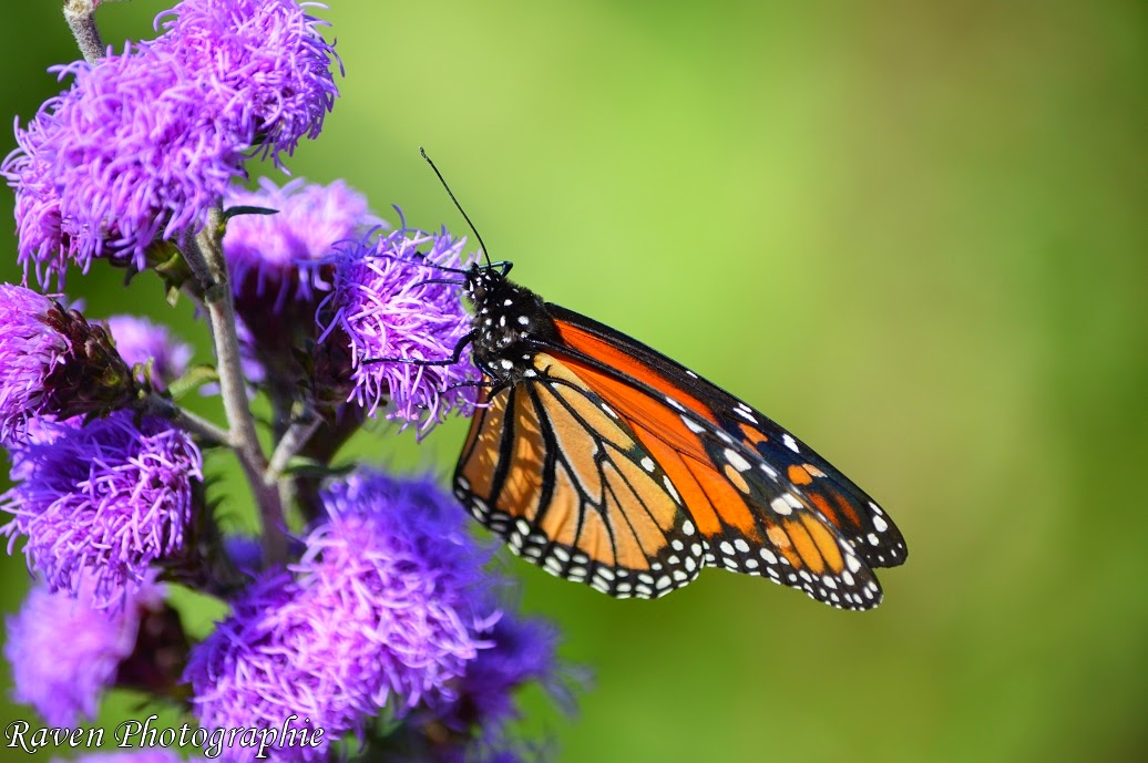 BLOG RAVEN PHOTOGRAPHIE: Le Papillon Monarque ( Québec )