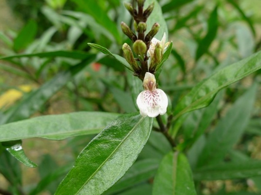 Jangan Lewatkan! Gambar Tanaman Gandarusa Kekinian - Informasi Seputar ...