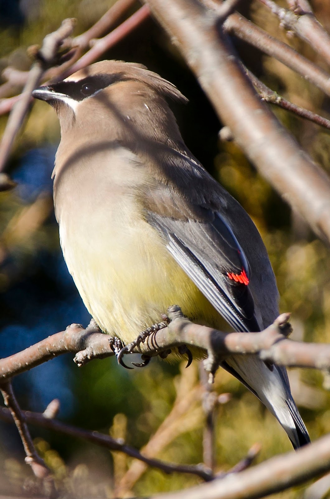 Urban Wildlife Guide: Cedar Waxwing