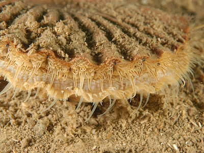 Variety of Life: Pecten