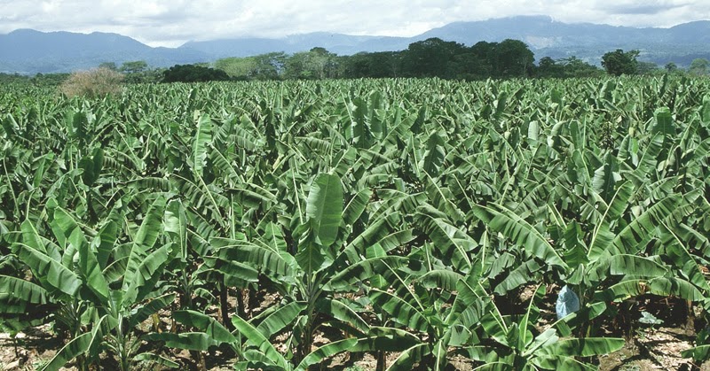 LE PLANTAIN, DE LA PLANTULE AU RÉGIME