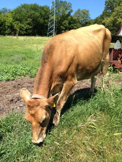 Lida Farm: Cows, Milk, and Vegetables