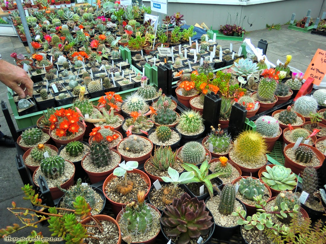 Lithops Stories: Cactus & Succulent Market in Essen (33 pics)