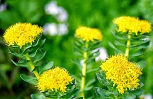 Medicina Alternativa - Información, historia y tipos: Rhodiola Rosea ...