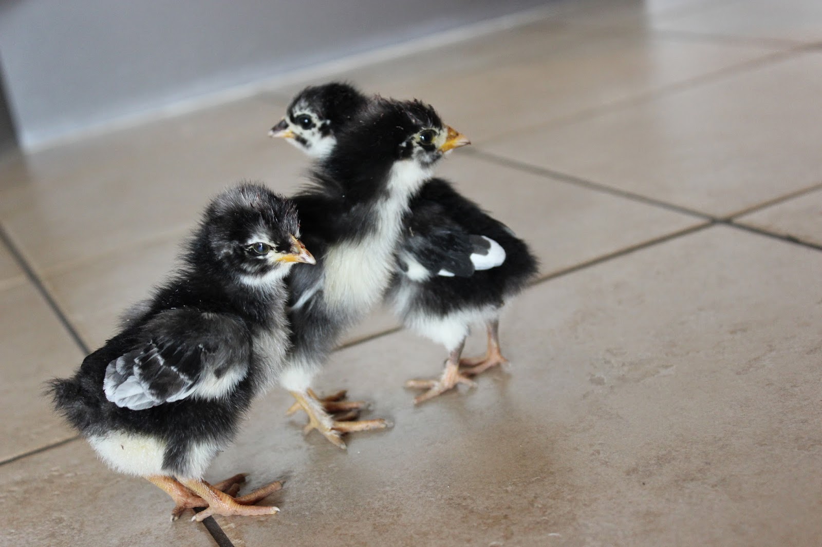 Mariannes Menageri: Kyllinger 2014