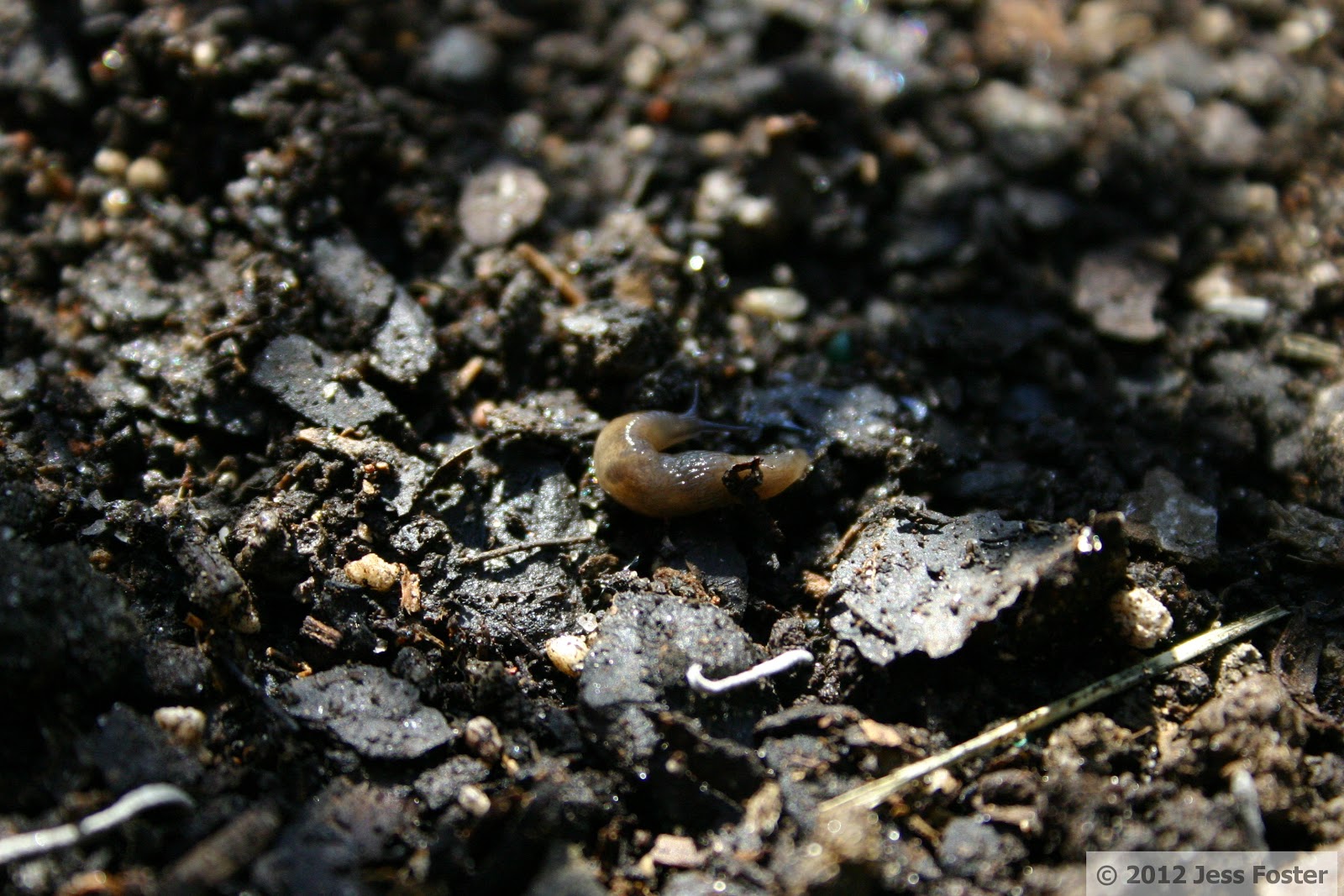 Sluggin' Along: Marsh Slug: Color Variant