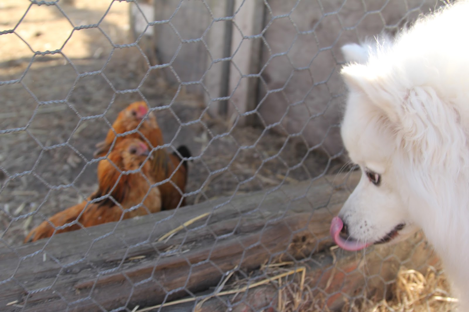 Ruckus the Eskie: In Pursuit of Delicious Treats #NaturalBalance