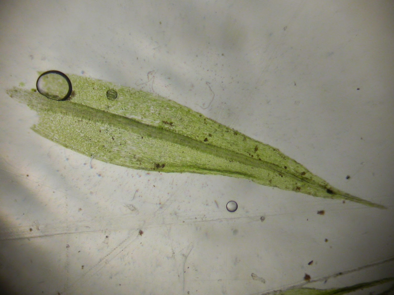 South Wales Bryophytes: Topping up ST18B