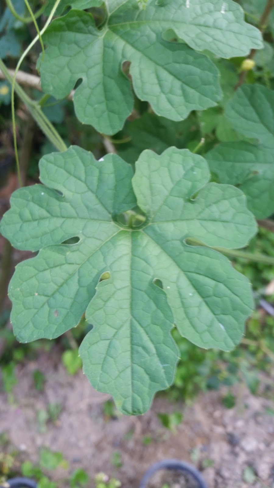 Warisan Petani: Pokok Peria Katak