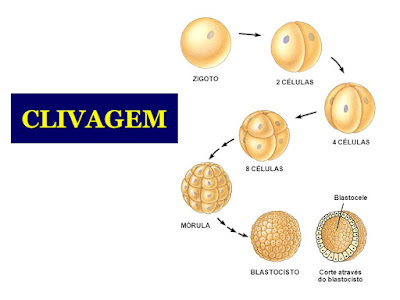 Introdução a zoologia e embriologia dos metazoários