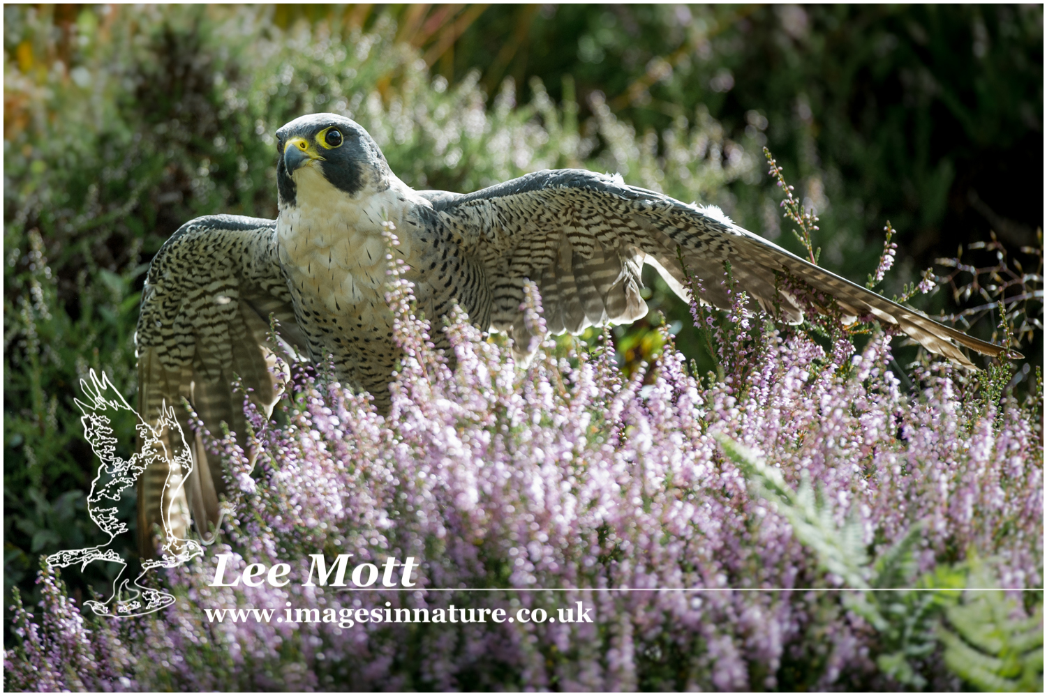 Lee Mott Photography