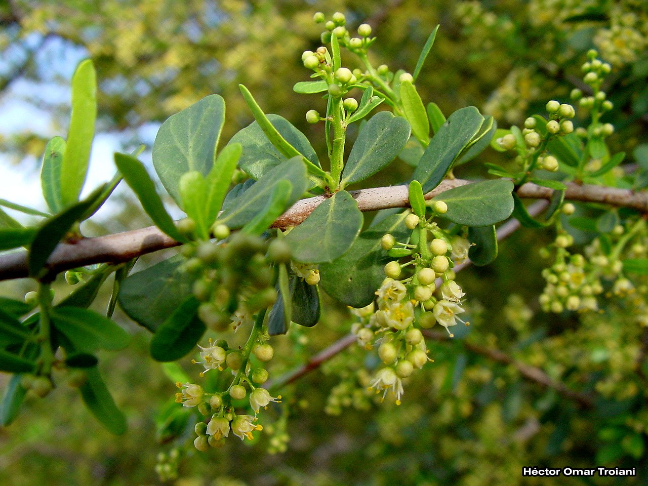 Flora Bonaerense: Molle negro (Schinus fasciculatus)