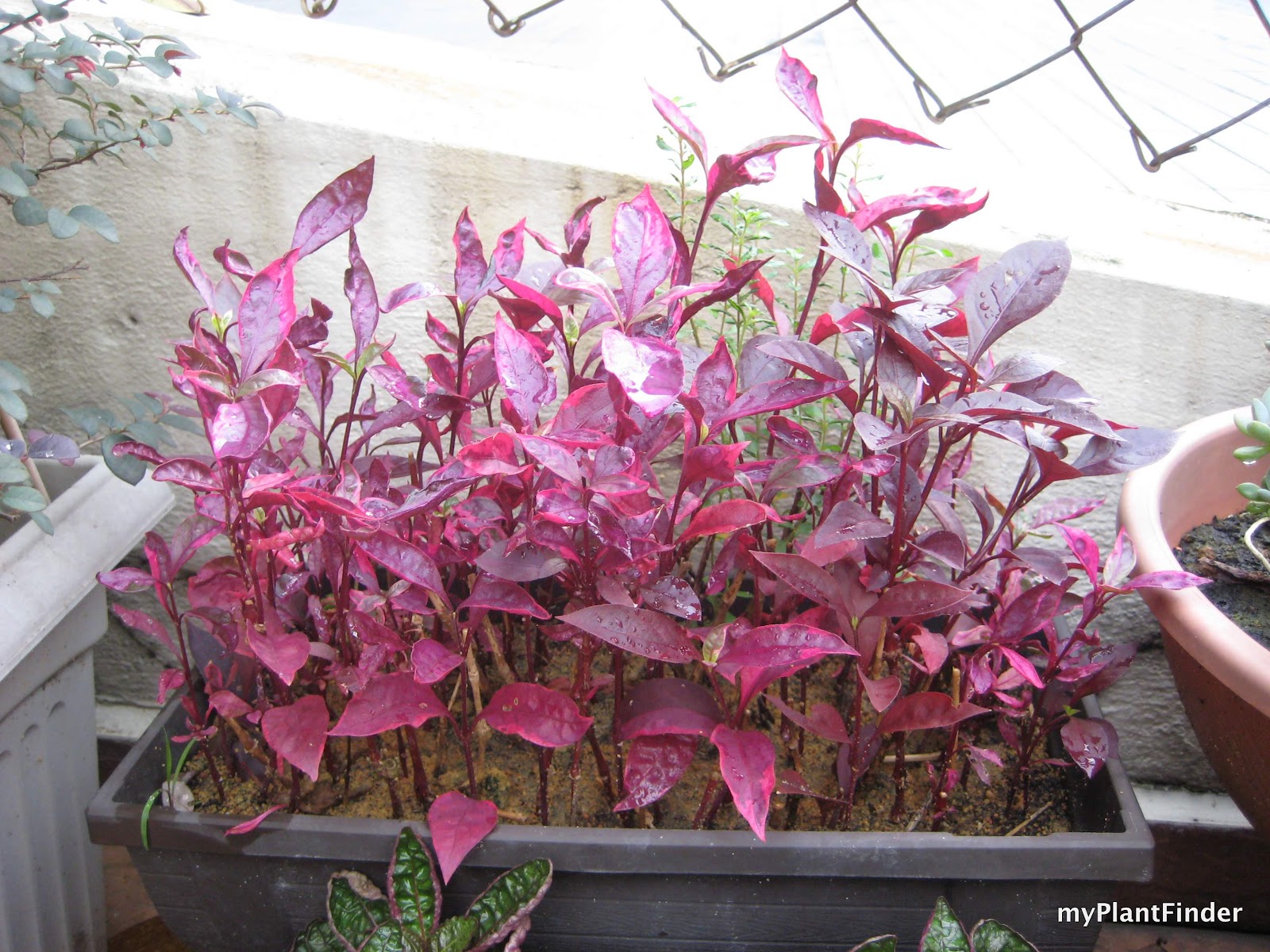 MY PLANT FINDER | Plant Guide: Alternanthera dentata 'Brazilian Red Hots'