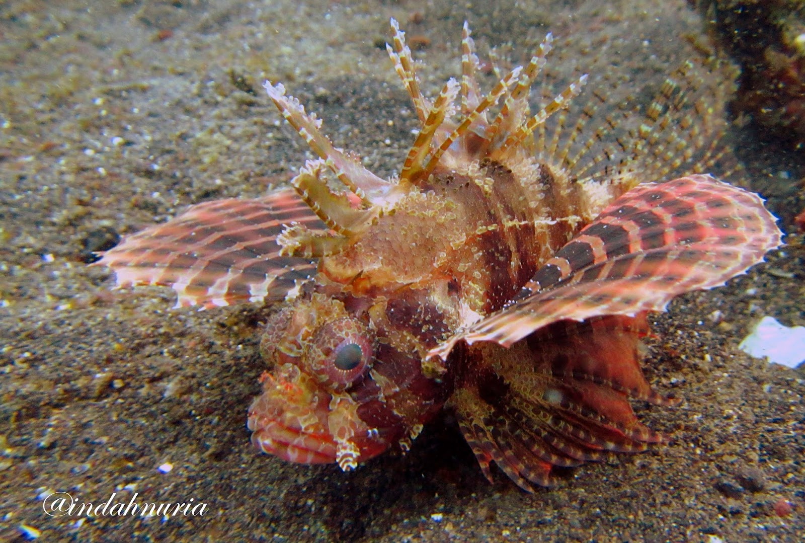 My Purple World : WW: Scorpion Fish