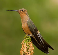 Las Aves que Viven en Chile: El Colibrí y el Picaflor por Charles ...