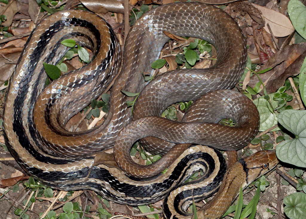 งูทางมะพร้าว Radiated Ratsnakes - งูไทย ใจกล้า