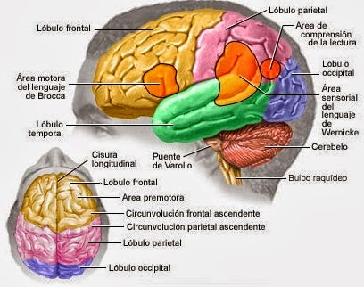 Áreas corticales su ubicación y función