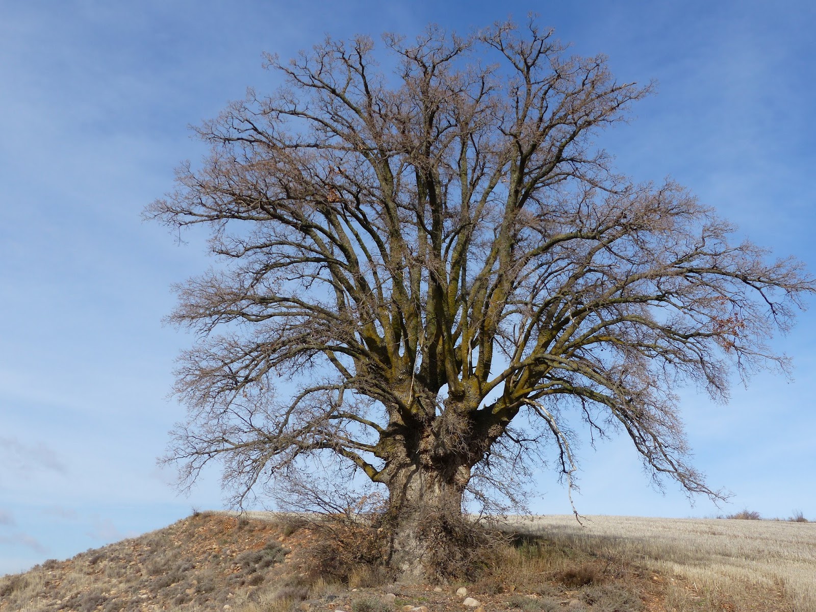 Natura Xilocae: CASPAR DAVID FRIEDRICH Y EL REBOLLO DE BARRACHINA
