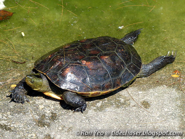 tHE tiDE cHAsER: Turtles & Terrapins (Phylum Chordata: Order Testudines ...