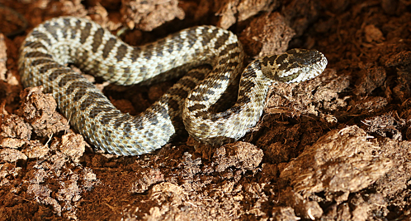 genusvipera: Vipera dinniki