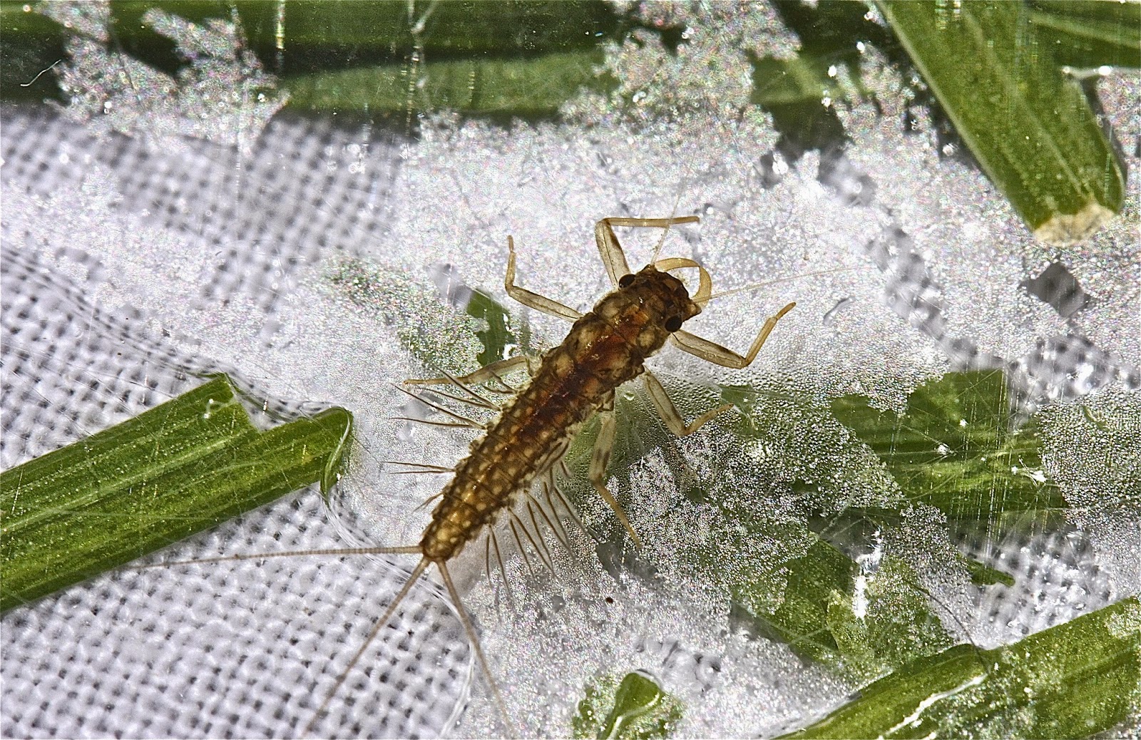 Aquatic Insects of Central Virginia: So many colorful insects: waiting ...