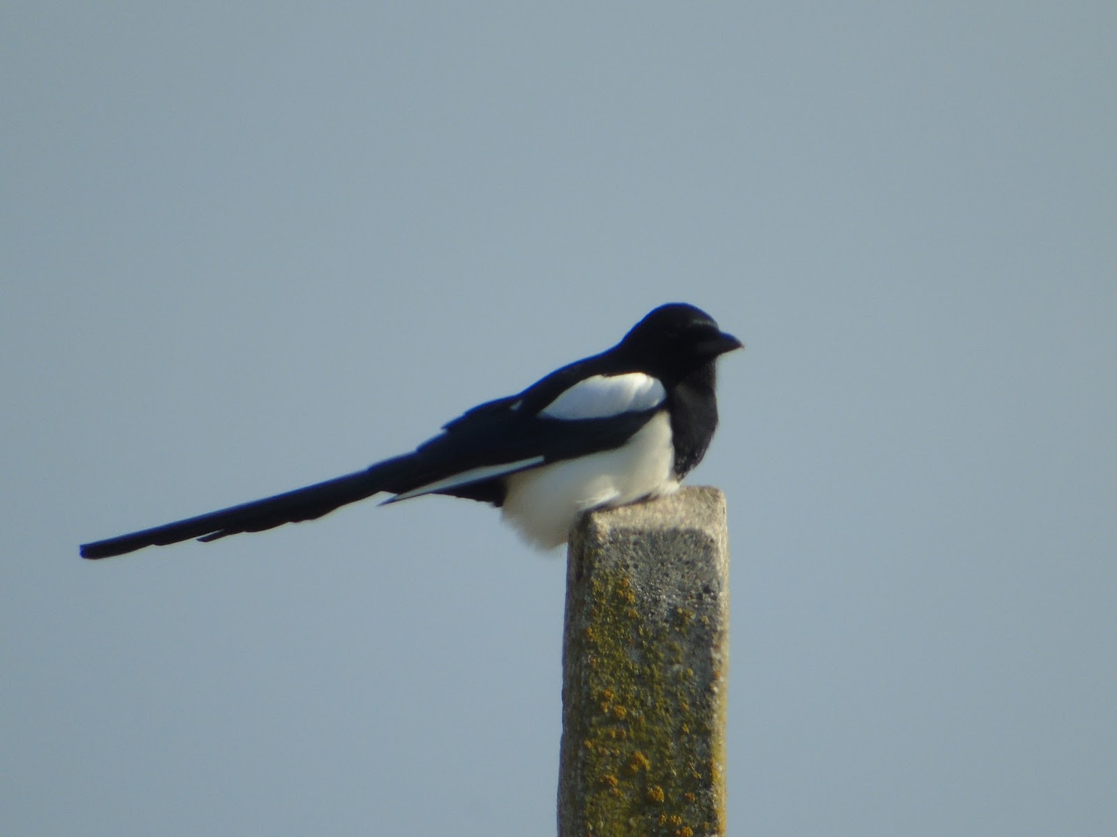 PASARI DIN ROMANIA: COTOFANA, Pica pica