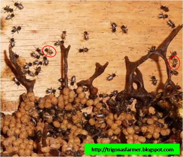 Anatomi dan Sistem Reproduksi Lebah Trigona (Lanjutan) - Trigonas Farmer
