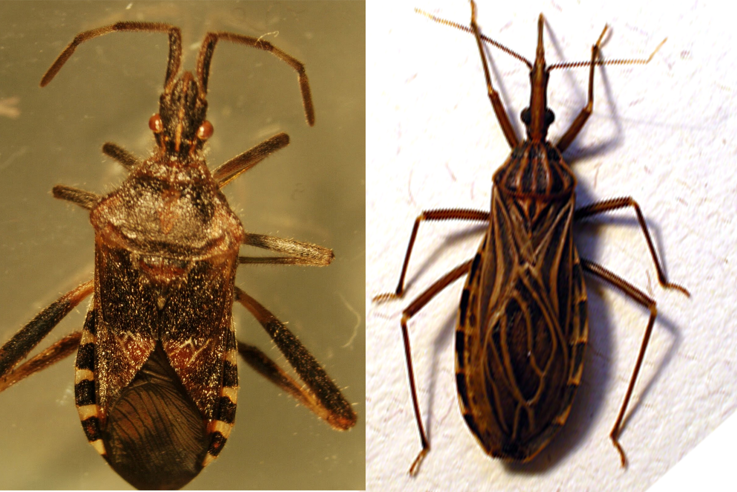 Creepy Dreadful Wonderful Parasites: Answer to Case 199