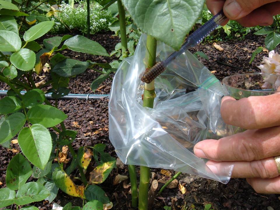 The Minnesota Rose Gardener: Propagating Roses by Air Layering- North ...