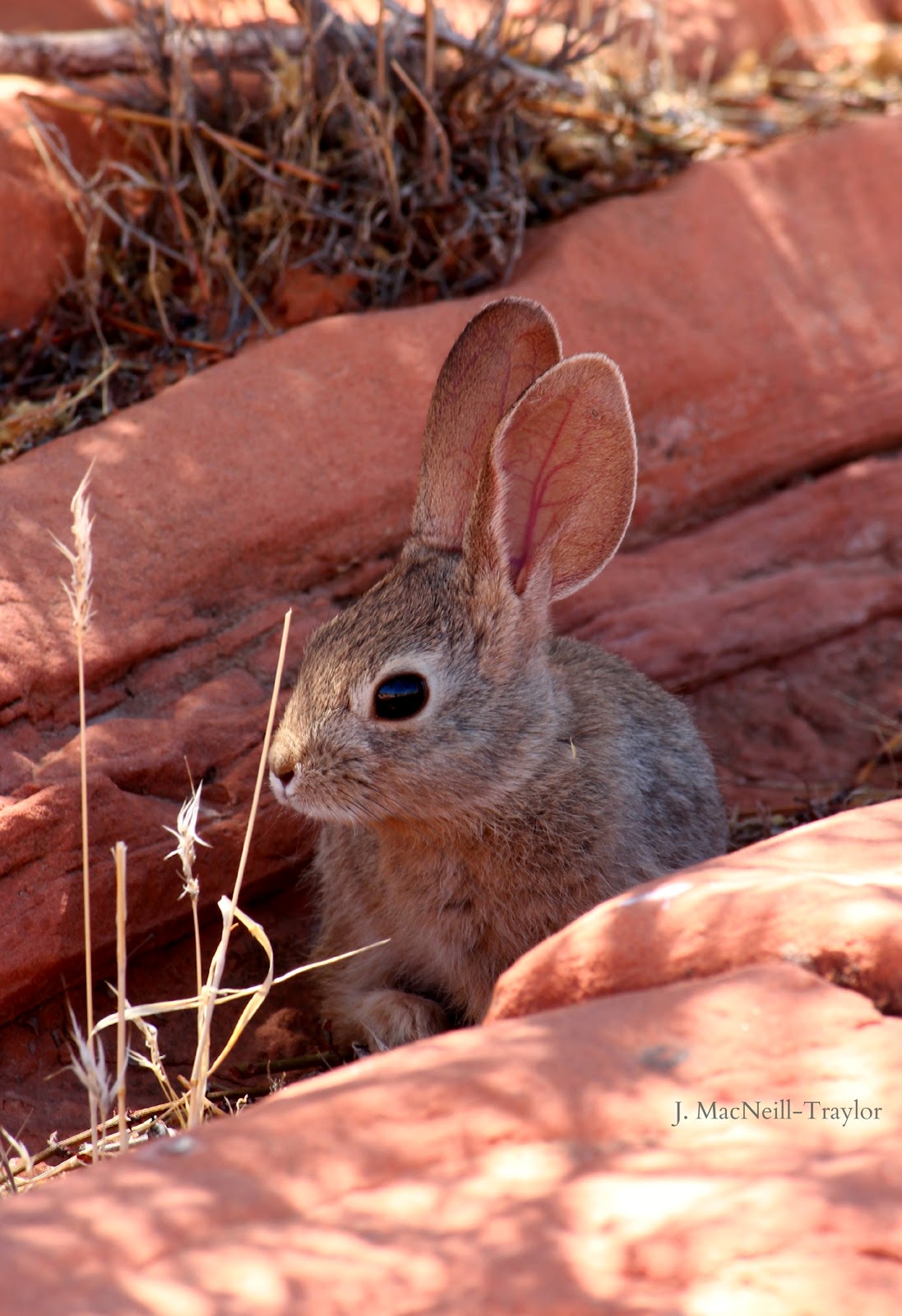 The Mare's Tales - Gypsy Mare Studios: Vegas Wildlife