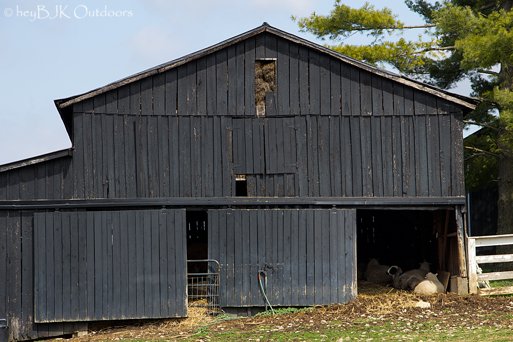 Brian King Images: Kentucky Barns Plus