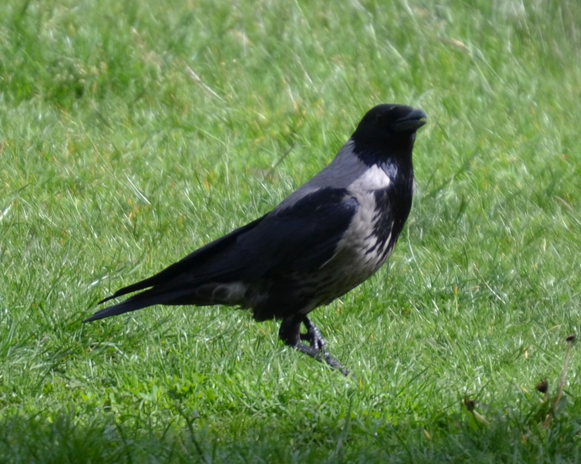 Woods Walks and Wildlife: Scandinavian sights, Part 1: Copenhagen birds
