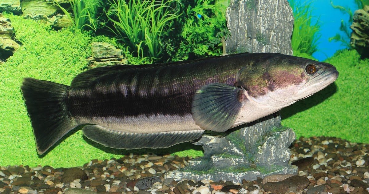 Benefits of Eating Channa striata Fish For Health Version TOP 5 | TOP 5