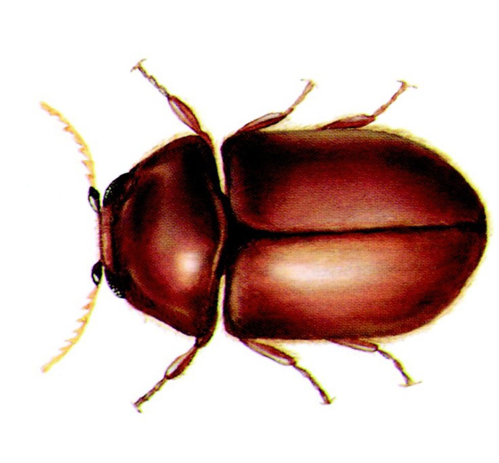 Cigarros Habanos: Lasioderma Serricorne o el Escarabajo del Tabaco